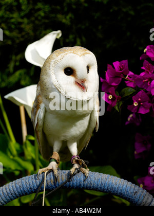 Une chouette effraie avec ses jambes attachées et assis sur un perchoir ...