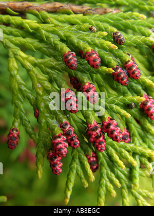 Fleurs mâles rouges du cyprès de Lawson (Chamaecyparis lawsoniana ...