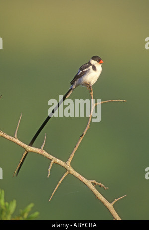 Une whydah à queue cylindrique, vidua macroura, perchée sur une branche ...