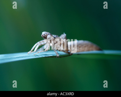 Cycle de vie de libellule Photo Stock - Alamy