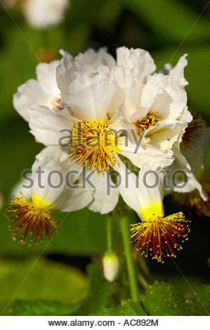 Le chanvre africain (Sparmannia africana ou Sparmannia africana) est un ...