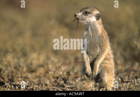 Les suricates (Suricata suricata queue) scorpion l'alimentation Photo ...