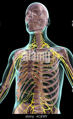 Les nerfs de la partie supérieure du corps Photo Stock - Alamy