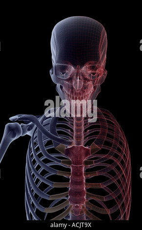 Illustration des os du tronc du corps humain Photo Stock - Alamy