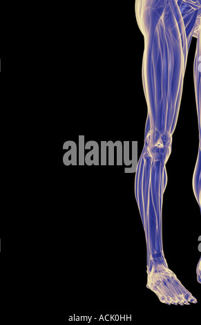 Les muscles du membre inférieur Photo Stock - Alamy