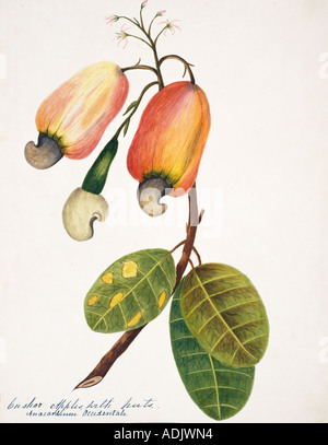 Anacardier ou arbre de noix de cajou, Anacardium occidentale, l ...