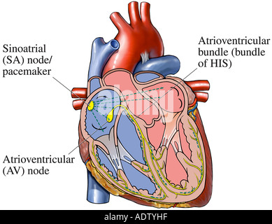 Coeur - système de conduction cardiaque Photo Stock - Alamy