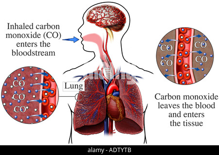 Le monoxyde de carbone et dioxyde de carbone CO2 modèles molécule et de ...