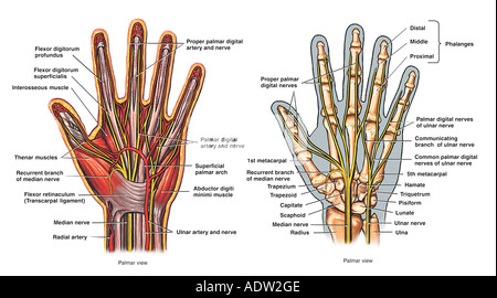 Phalanges de la main distale os Anatomie pour le concept médical 3D ...