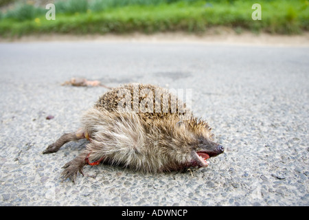 Hérisson mort sur la route de campagne Swinbrook Oxfordshire Royaume ...