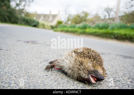 Hérisson mort sur la route de campagne Swinbrook Oxfordshire Royaume ...