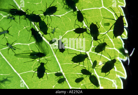 Les pucerons de la pomme de terre sous serre Aulacorthum solani sur une ...