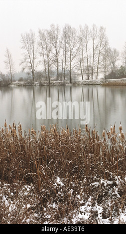 Les peupliers sur une banque du lac au début du printemps. Altaï. La ...