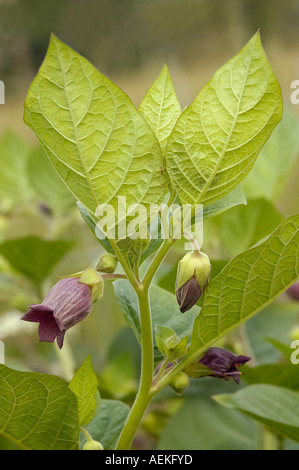 Belladone, Atropa belladonna plantes toxiques ou dangereuses Photo ...