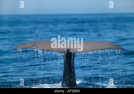 Cachalot, grand cachalot, baleine spermaceti, trompette, baleine ...