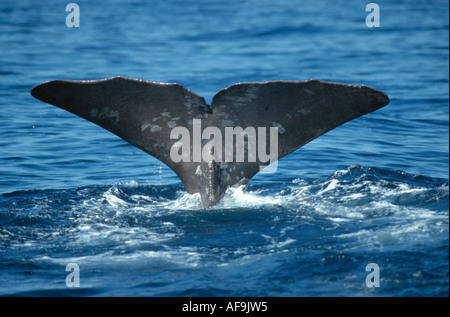 Cachalot, grand cachalot, baleine spermaceti, trompette, baleine ...