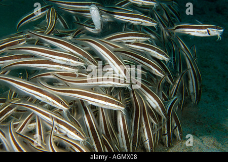 Poisson-chat rayé juvénile Plotosus lineatus scolarisation Cebu ...