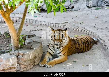 Le tigre de Java Indonésie Yogyakarta Zoo Gembiraloka Photo Stock - Alamy