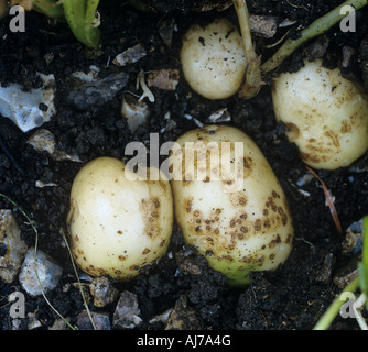 La gale commune Streptomyces scabies sur les symptômes de la maladie ...