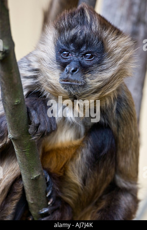 Le singe araignée de Geoffroy (Ateles geoffroyi), alias Monkey araignée ...