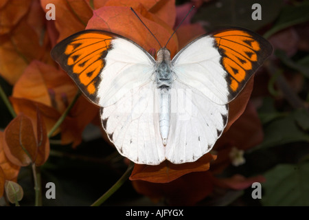 Orange Papillon géant pointe Hebomoia glaucippe sur l'éclosion de ...