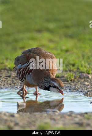 Rothuhn perdrix rouge Perdrix Perdrix Française à pattes rouges ...