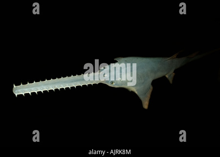 Les poissons-scie Pristis pectinatus spécimen préservé du bassin du ...