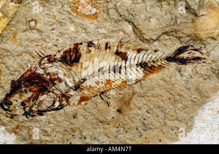 Les poissons fossiles du Liban Photo Stock - Alamy