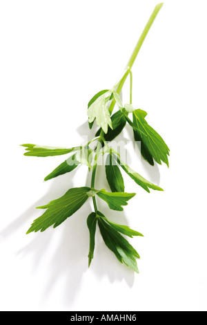 Gros plan de la coriandre (Coriandrum sativum) cultivée à l'intérieur ...