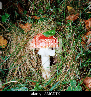 Champignon amanite tue mouches Amanita muscaria non comestible ...