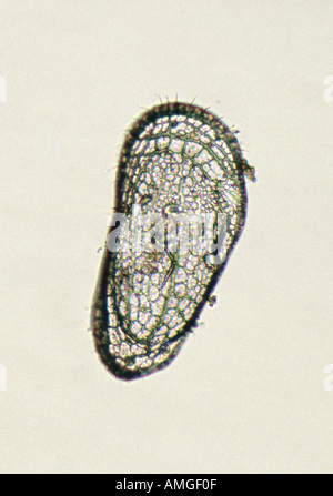 Crustacé ostracode plancton Kelvin Aitken V W sous l'océan chaîne ...