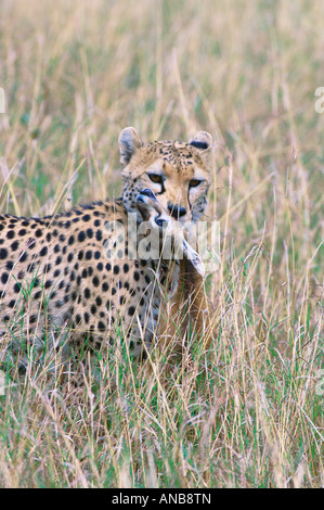 Jeune Guépard (Acinonyx jubatus) avec un steenbok fraîchement pêché ...