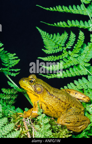 Une grenouille-taureau Rana catesbeiana dans son habitat naturel ...