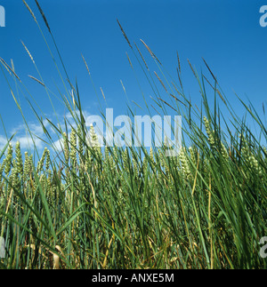 Mauvaises herbes graminées agropyron repens de la table dans les ...