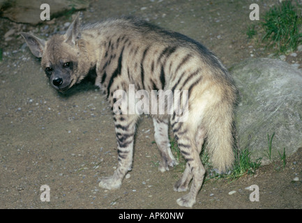 Hyene rayée Hyène rayée Crocuta hyène Aasfresser Afrika Afrique Asie ...