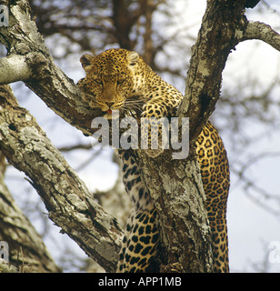 Close-up de Leopard (Panthera pardus) Le bâillement montrant les dents ...