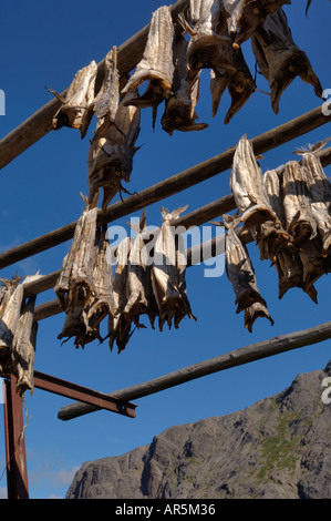 Le séchage de la morue Nusfjord Flakstadoya Lofoten, Norvège ...
