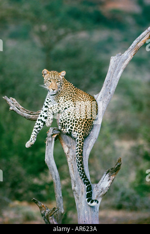 Close-up de Leopard (Panthera pardus) Le bâillement montrant les dents ...