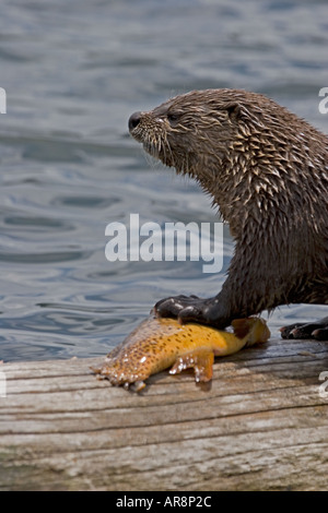 La loutre de rivière, Lutra canadensis, avec des bébés dans le Parc ...