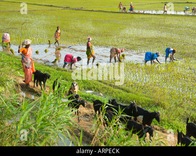 Les femmes le repiquage du riz sur une rizière en Inde du Sud Photo ...