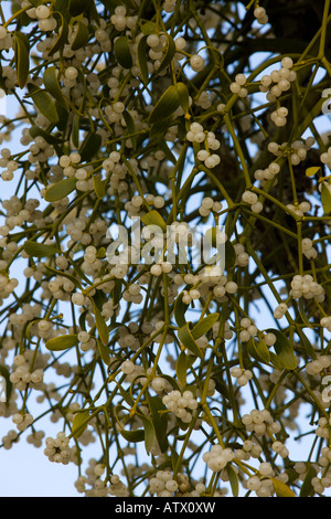 Le Gui Viscum album plante parasite sur les arbres aux fruits rouges ...