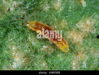 Larve de moucheron prédateur Feltiella acarisuga (attaquant) tétranyque ...