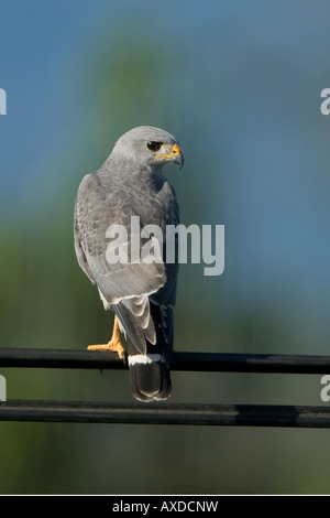 Un faucon gris Photo Stock - Alamy
