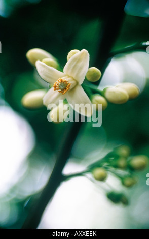 Fleurs de pamplemousse. Citrus x paradisi Photo Stock - Alamy