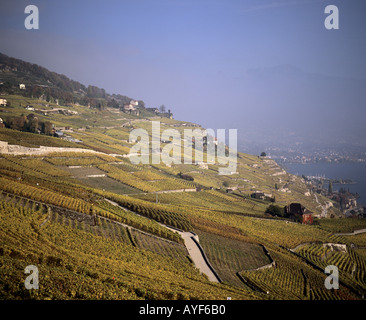 Vignes au soleil avec le Lac Léman et les Alpes Suisses dans l'arrière ...
