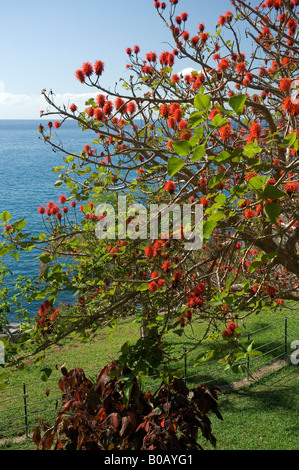 L'arbuste à fleurs rouges qui pousse dans la baie de l'île de Madère ...
