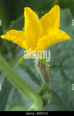 Concombre (Cucumis sativus) fruit et fleur de concombre, plante ...