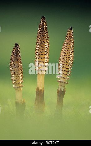 Grande Prêle, prêle géante, rivière Prêle (Equisetum telmateia Photo ...