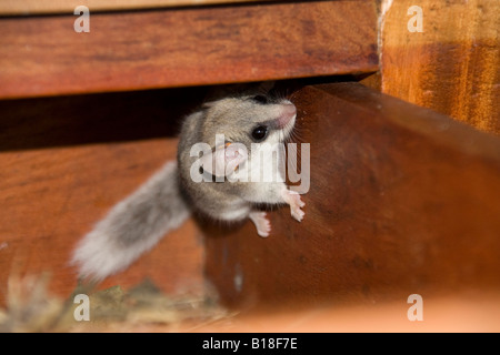 Loir Graphiurus murinus forestiers africains, Gliridae, Rodentia ...