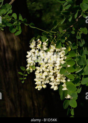 Fleurs de Robinia pseudoacacia robinier ou. Isolé sur fond blanc Photo ...
